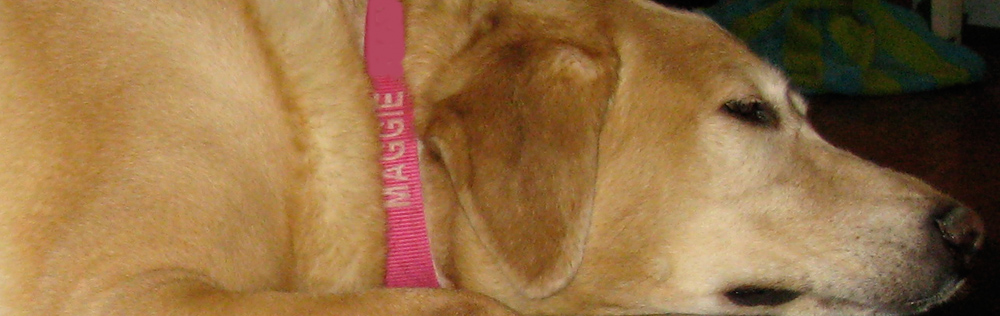 Animal Shelters | Stray Magnet | Helping Lost, Stray, and Abandoned ...